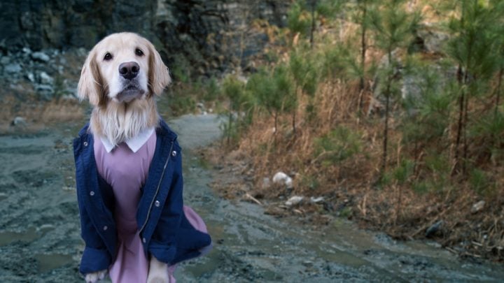 Quiz: Which 'Stranger Things' Character Is Your Dog? | The Dog People ...