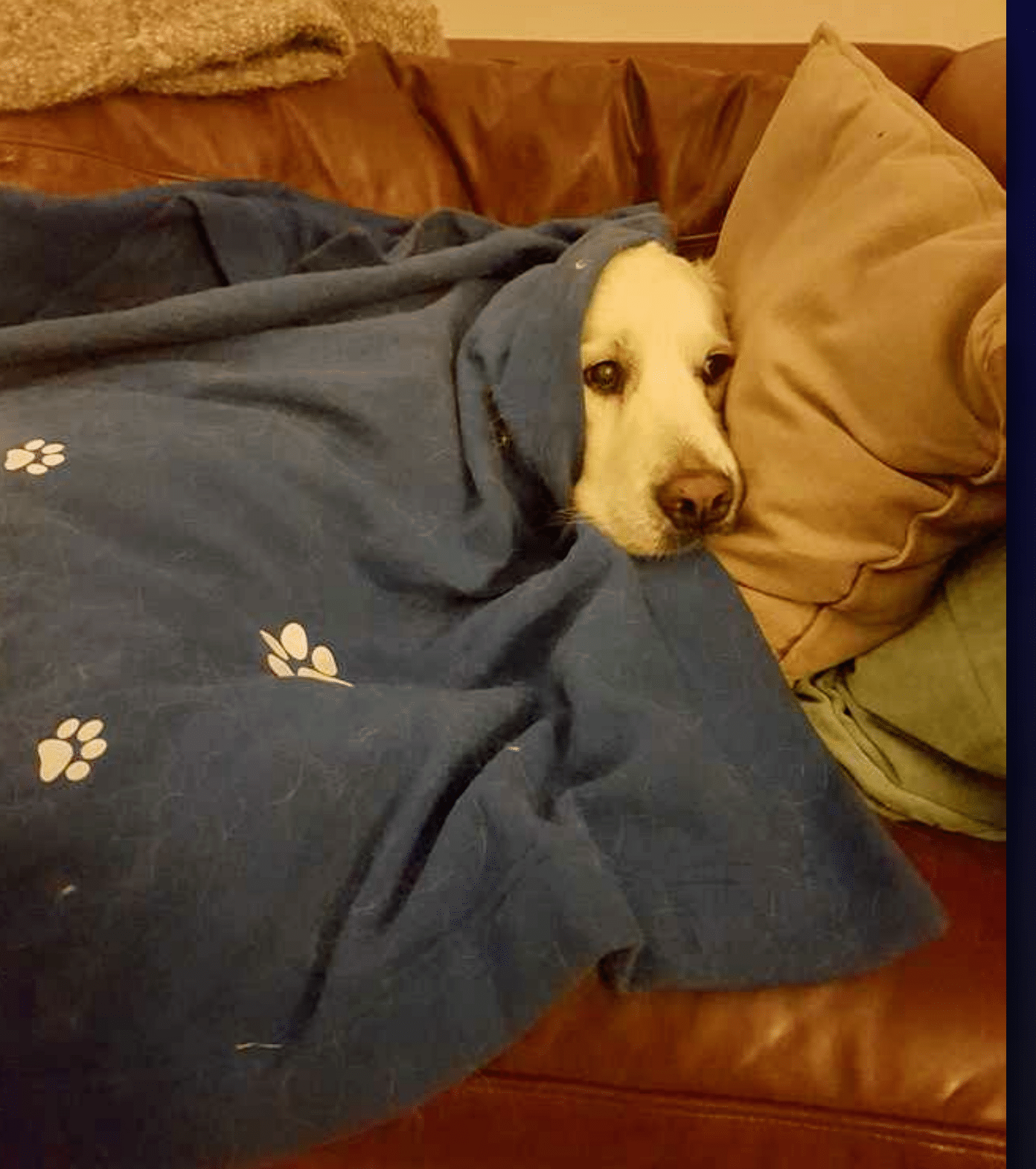 Dogs in Beds, Blankets and Getting Cuddly: 17 Pictures to Warm Your Day