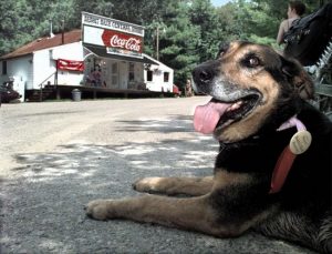 Who Knew—7 Dogs Have Held the Office of Mayor in the US | The Dog ...