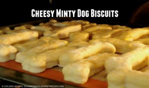 7 Homemade Mint Dog Treats for Fresh Doggy Breath | The Rover Blog