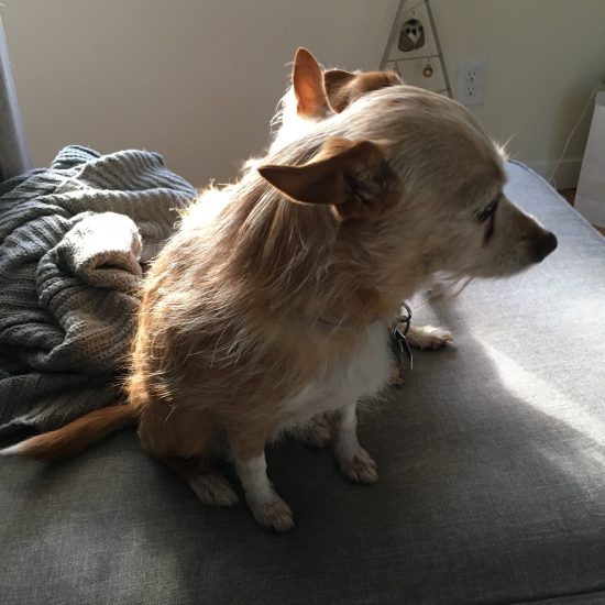 How to Put a Dog in a Sweater in 22 Easy Steps | The Dog People by ...