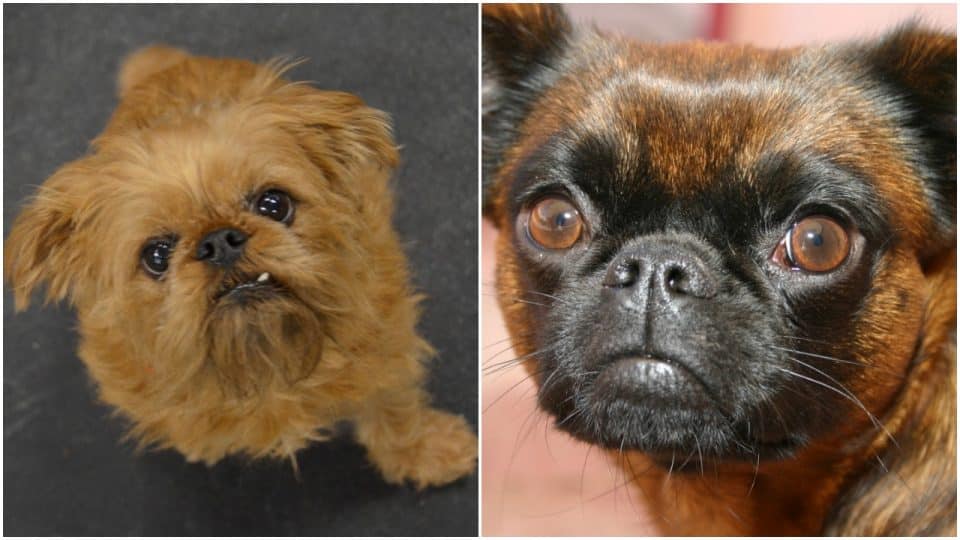 Get to Know the Itty-Bitty Brussels Griffon | The Rover Blog