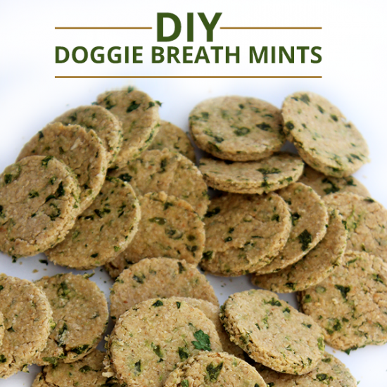 7 Homemade Mint Dog Treats for Fresh Doggy Breath | The Dog People by ...
