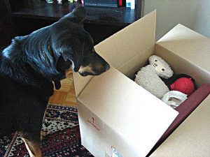 Moving With a Dog | 23 Tips to Make Your Move with Your Dog Easier