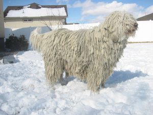 6 Dog Breeds with Dreadlocks and How That Even Works | The Rover Blog
