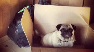 Moving With a Dog | 23 Tips to Make Your Move with Your Dog Easier