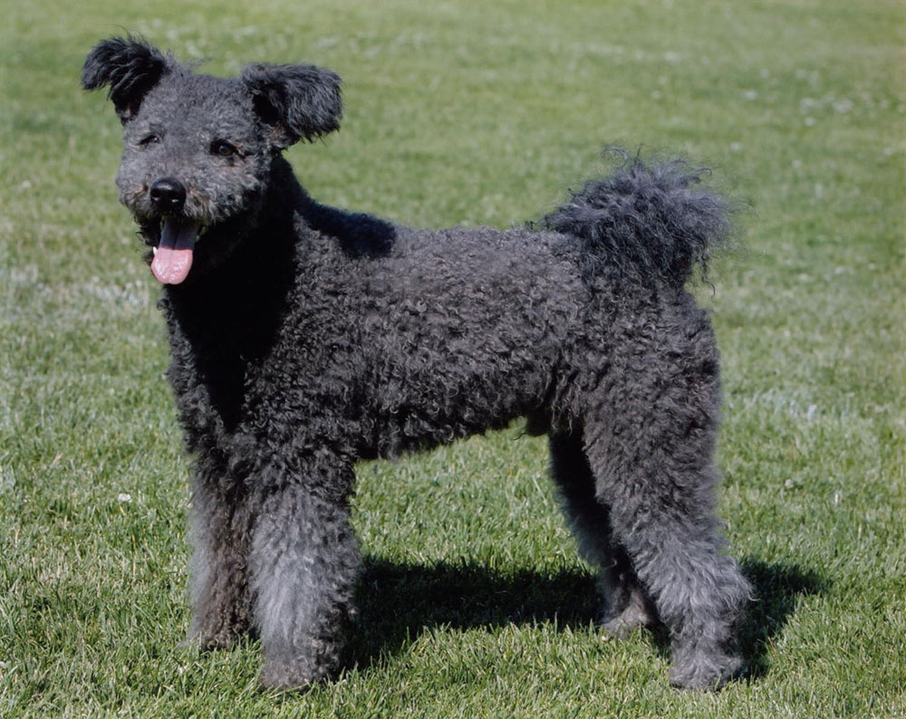 5 Best Hairless Dog Breeds Furfree Fourfooters