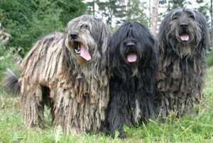 6 Dog Breeds with Dreadlocks and How That Even Works | The Rover Blog