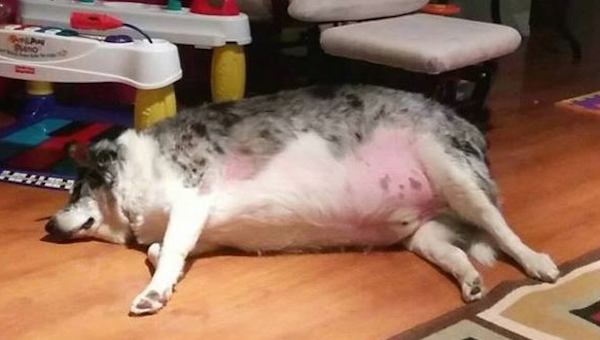 Astonishing Dog Can Do Everything from Yoga to Irish Dance with Beloved ...