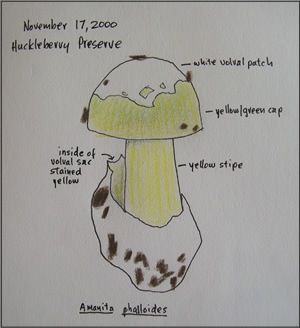 Diagram Of Death Cap Mushroom