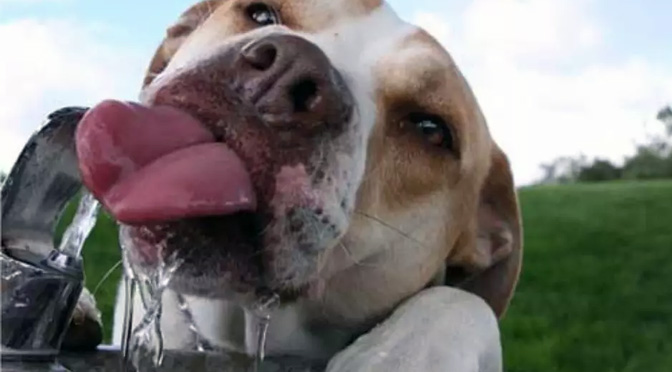 The Complete Guide to Dog Water Dishes | The Dog People by Rover.com