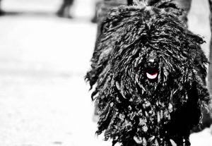 6 Dog Breeds with Dreadlocks and How That Even Works | The Dog People ...