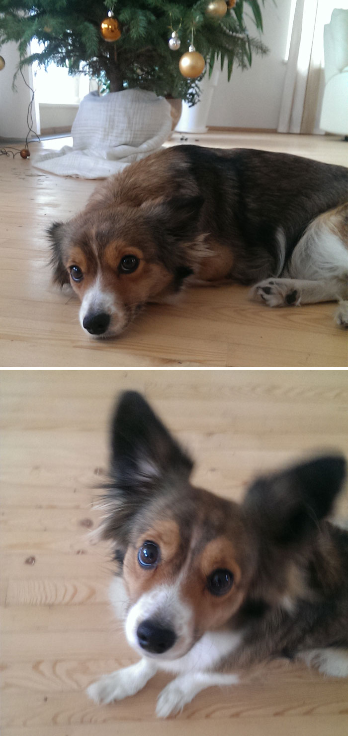 Must-See: Pets Before and After Being Called ‘Good Boy’ | The Rover Blog