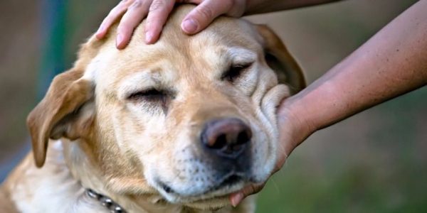 Have You Been Patting Your Dog Wrong Your Whole Life? | The Dog People ...