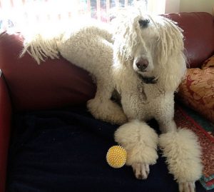 6 Dog Breeds with Dreadlocks and How That Even Works | The Dog People ...