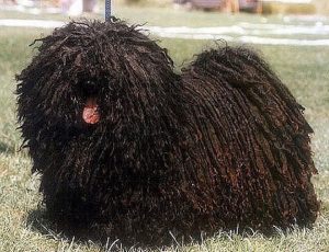6 Dog Breeds with Dreadlocks and How That Even Works | The Rover Blog