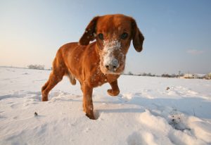 10 Expert-Approved Winter Activities for Happy, Healthy Dogs | The Dog ...