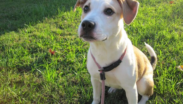 6 Tips for Training Your Territorial Dog | Rover.com