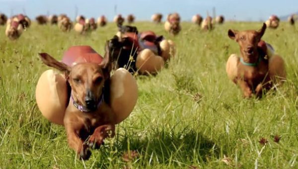 Get Ready to be Jealous of this Dog's Incredible Massage | The Dog ...