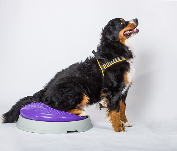 Pilates for Dogs Is a Thing and It's Kind of Amazing | Rover.com