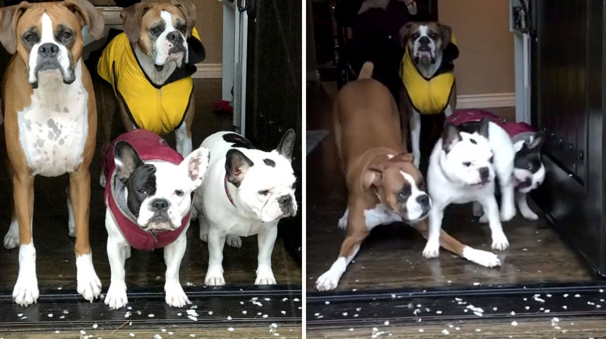 Why Do Dogs Refuse To Go Outside