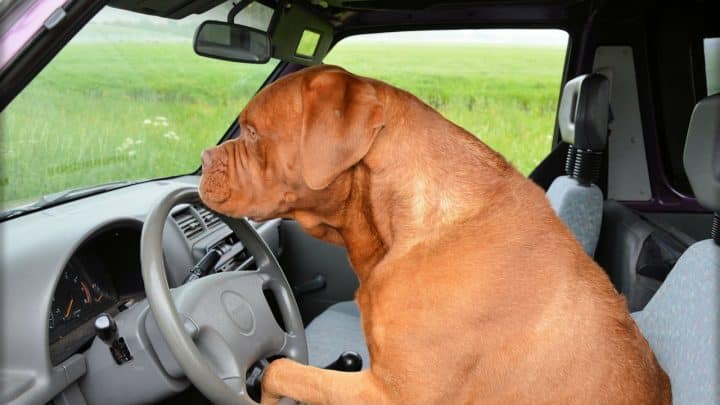 Car Sickness in Dogs: Why it Happens and How to Help