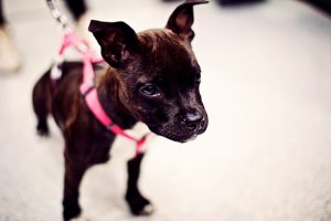 Dog Chafing: What to Do and How to Help | The Dog People by Rover.com