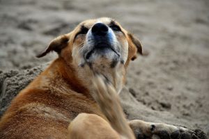Dog Chafing: What to Do and How to Help | The Dog People by Rover.com