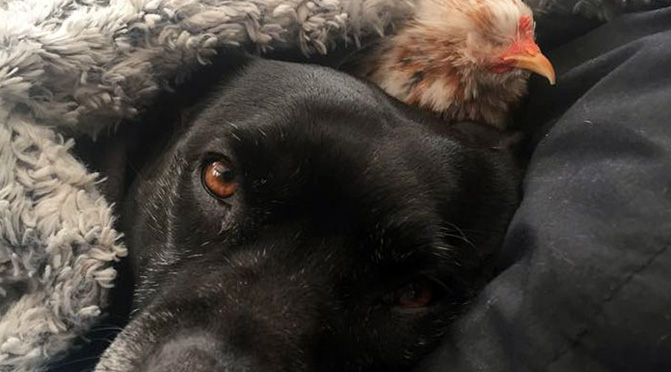 7 Adorable Moments That Prove Dogs and Birds Can Be Friends | The Dog ...