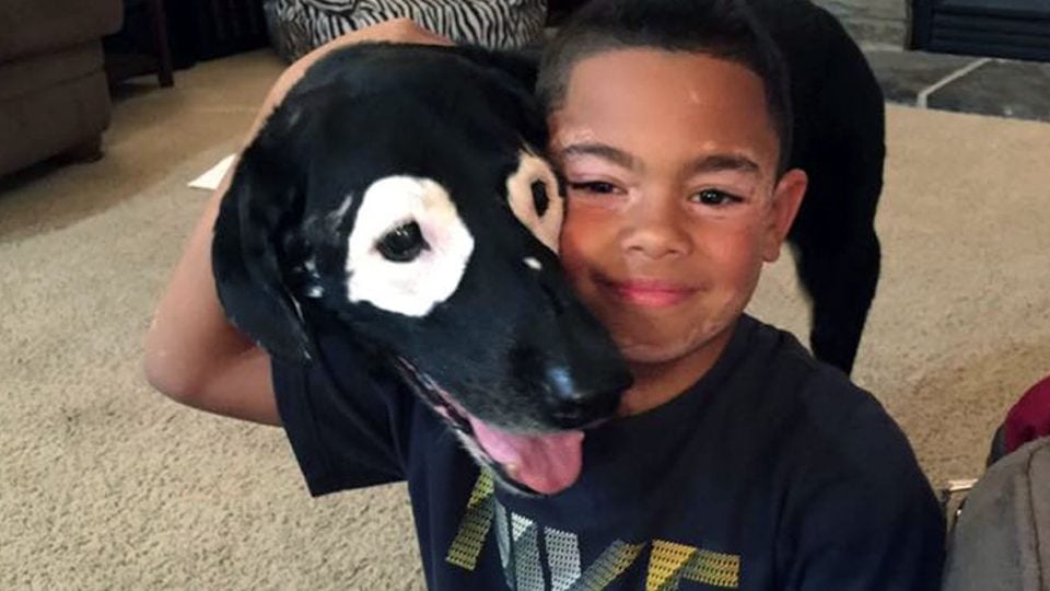 How Do I Know If My Dog Has Vitiligo
