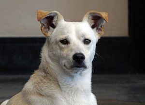 Why Does My Dog's Ear Have a Pocket? | The Dog People by Rover.com