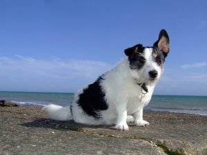 Why Does My Dog's Ear Have a Pocket? | The Rover Blog
