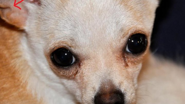 Why Does My Dog's Ear Have a Pocket? | The Rover Blog