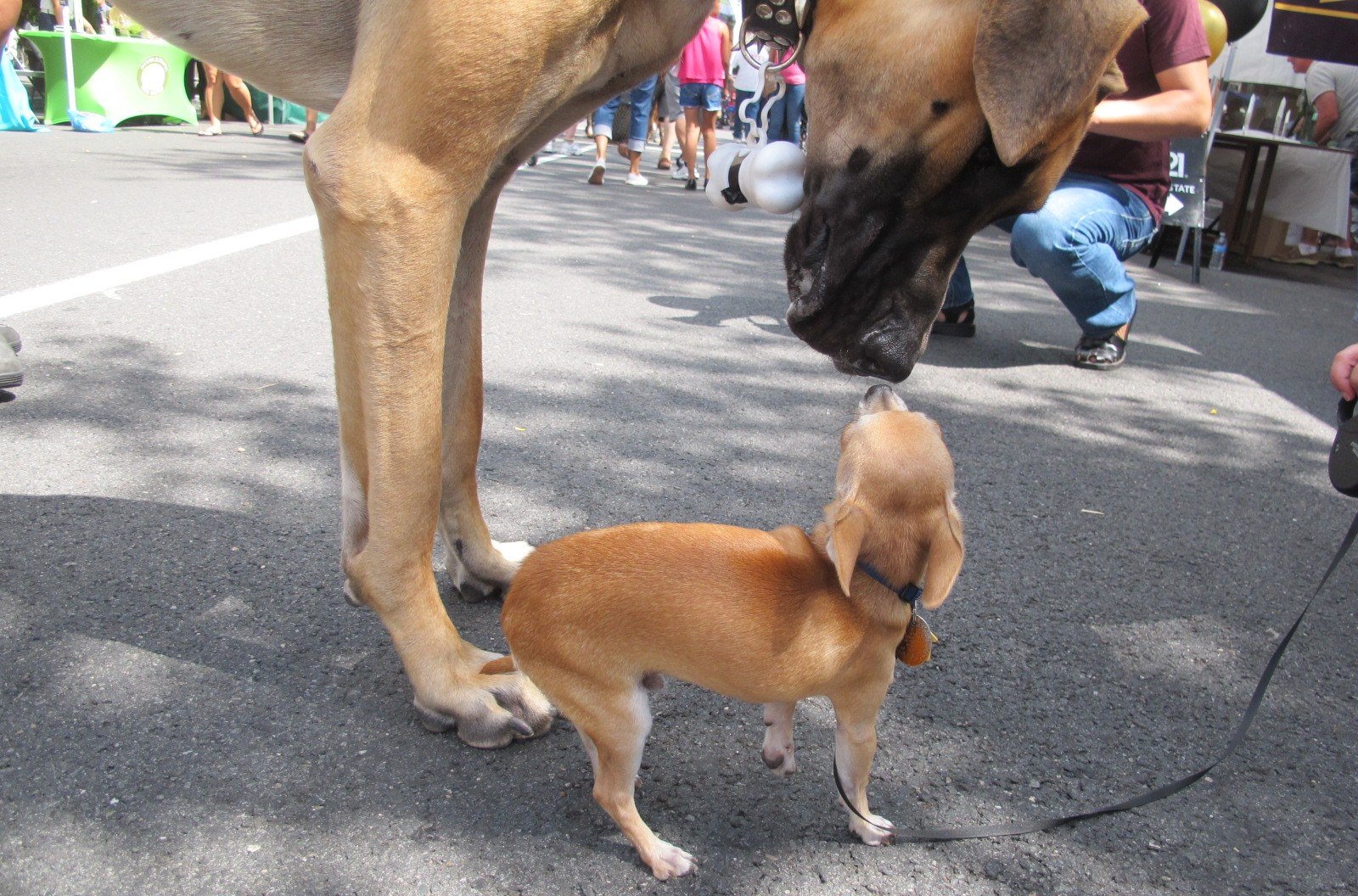 105 Best Big Dog Names for Large Breed Dogs in 2019 | The Rover Blog