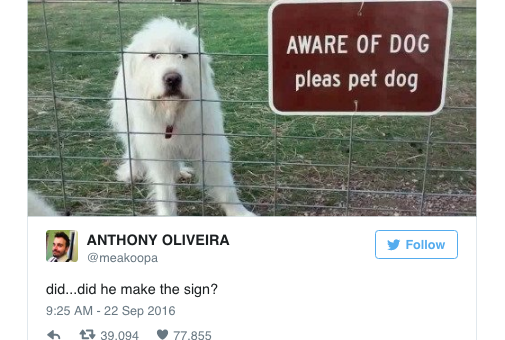 10 Dog Face Swaps That Will Totally Break Your Brain (And 1 Weird Cat ...