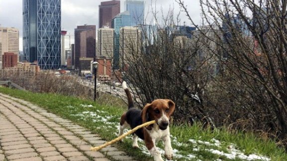 Must See: 6 Gorgeous Destination Dog Parks Around the World | The Dog ...