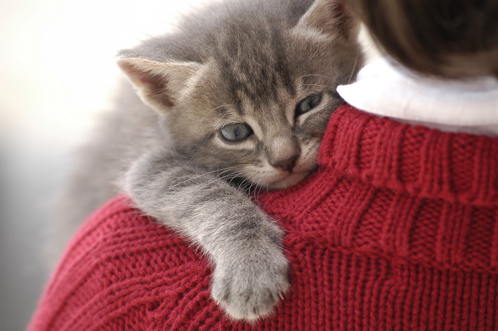 Boy Black And White Cat Names Images For Life