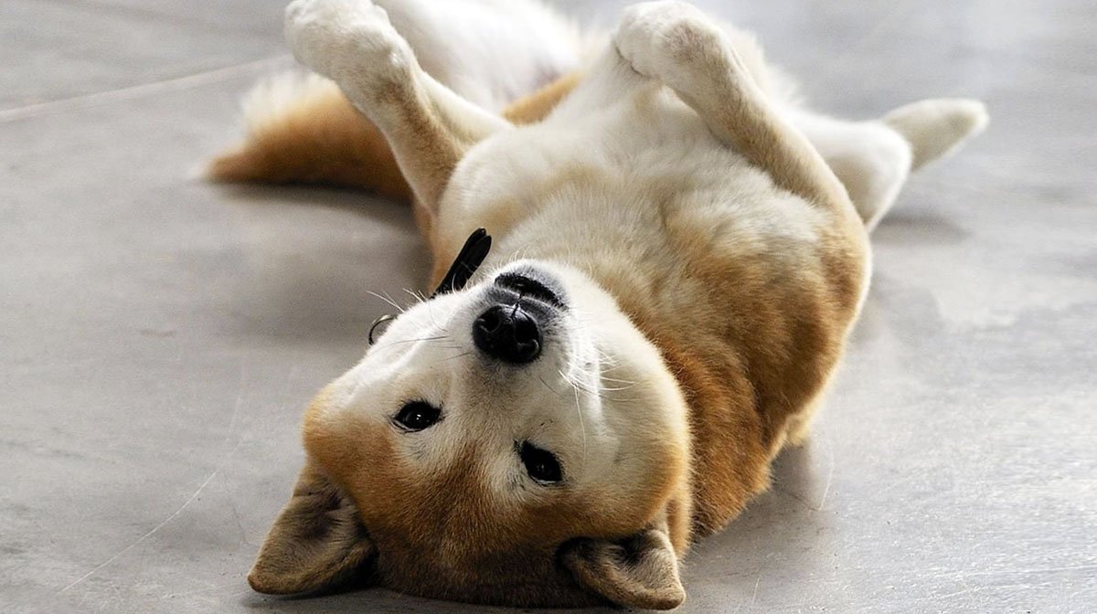 Do A Barrel Roll Dog