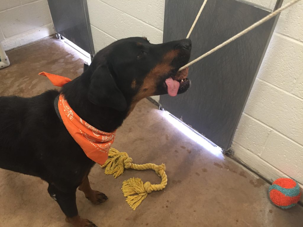 Shelter Dog Enrichment Toys Wow Blog