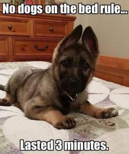 23 Totally Relatable German Shepherd Memes | The Dog People by Rover.com