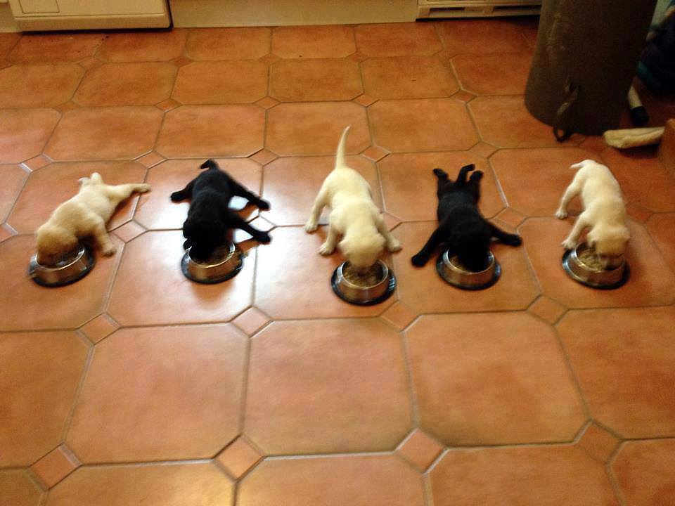 Puppy Feeding Schedule Everything You Need To Know The Dog People By