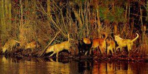 All About the Carolina Dog: Fall in Love with America's Only Wild Dog
