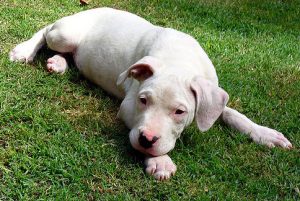 Spanish Dog Names | The Best Spanish Dog Names