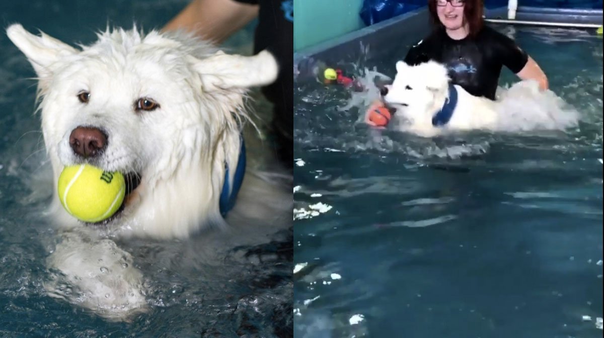 Do Samoyeds Like Water