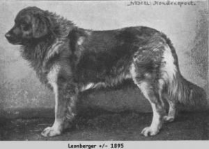Breed Spotlight: All About the Leonberger | The Dog People by Rover.com