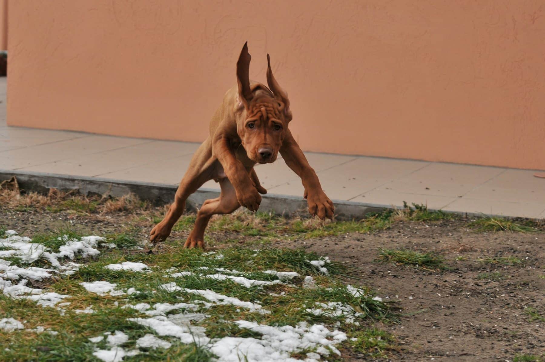 13 Things You Might Not Know About Vizslas | The Dog People by Rover.com