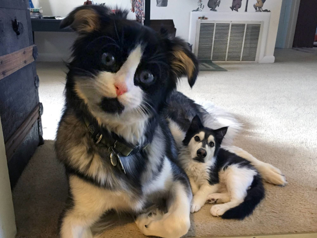 10 Dog Face Swaps That Will Totally Break Your Brain (And 1 Weird Cat ...