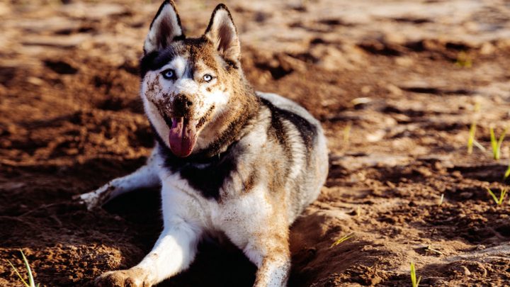 Our Best Grooming Tips for Your Siberian Husky | The Dog People by ...