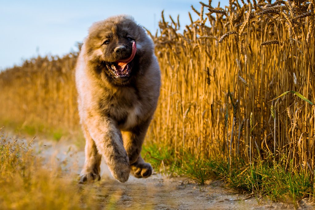 These 12 Interesting Dog Breeds Do Best with Experienced Dog Owners ...
