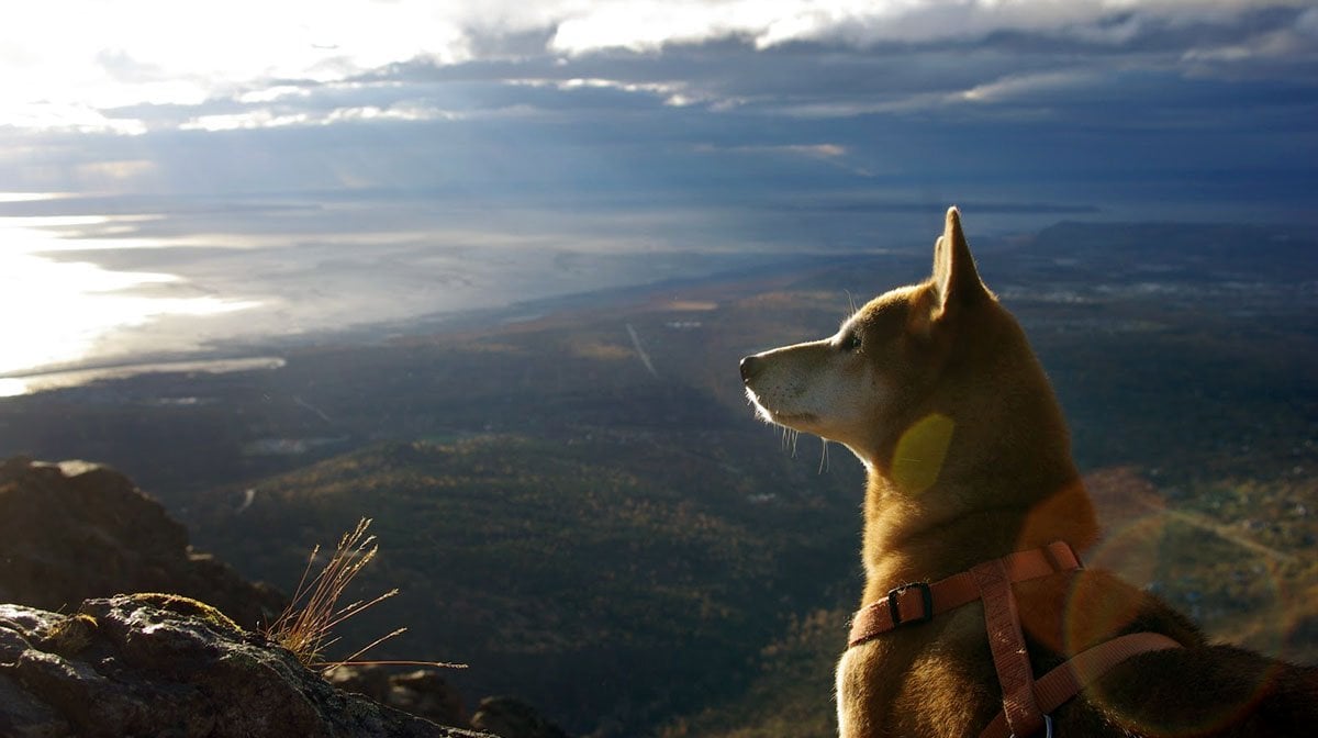 Breed Spotlight: All About the Shiba Inu | The Dog People by Rover.com